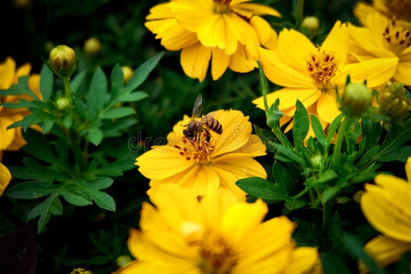 World of Life stock photo. Image of spring, flower, plant - 90088434