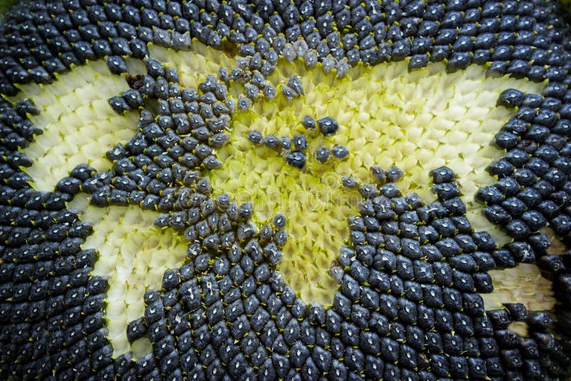 World Map Made from Whole Sunflower Stock Image - Image of asia ...