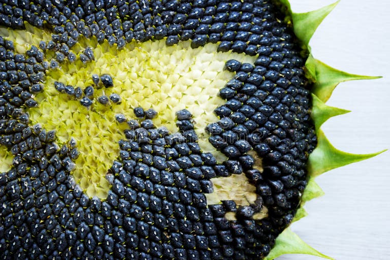 World Map Made from Whole Sunflower. Eurasia Stock Photo - Image of ...