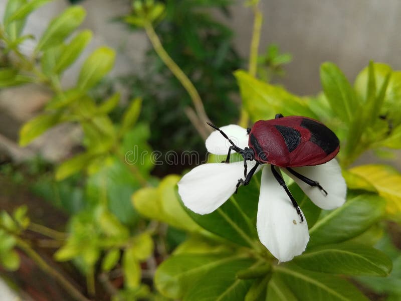 Lady bug are so clorfull stock image. Image of withe - 123668099