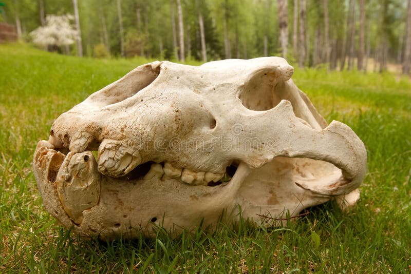 World Recored Grizzly Bear Skull The Lincoln Grizzly | Lincoln,
