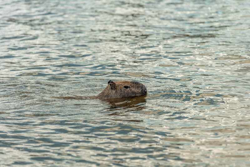 The World S Largest Rodent Capybara Swims in the River Stock Photo ...