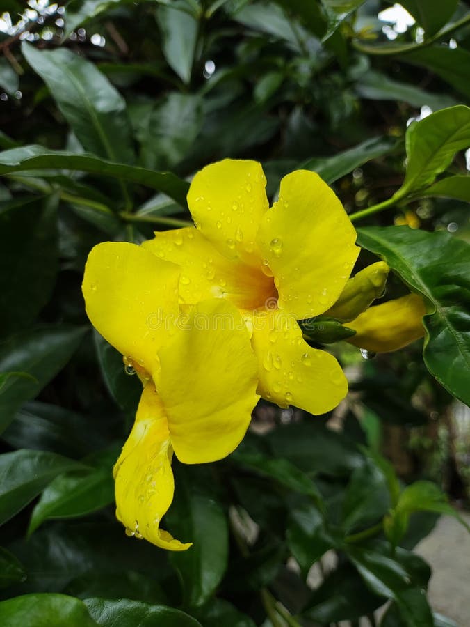 Indonesian Flowers Alamanda Flowers Stock Photo - Image of autumn ...