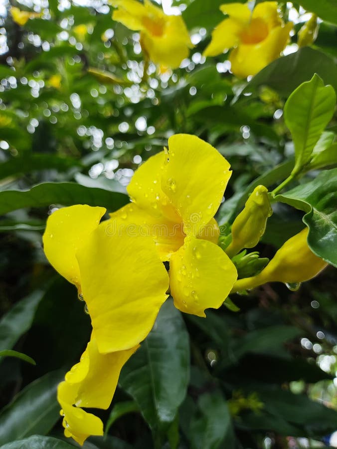 Beautiful Indonesian Flowers Alamanda so Stock Photo - Image of flowers ...