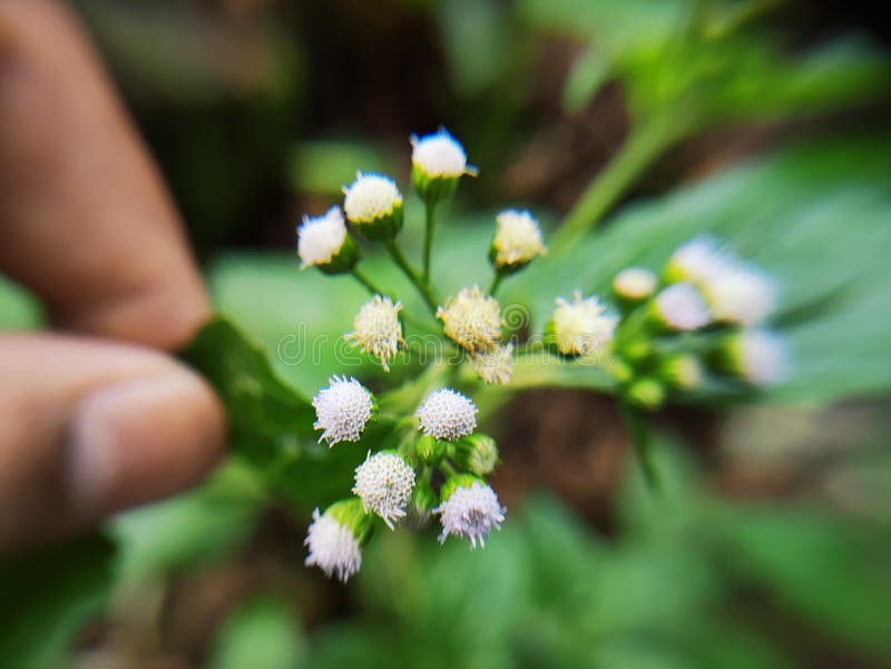 Most Beautiful Indonesian Flowers Stock Photo - Image of beautiful ...