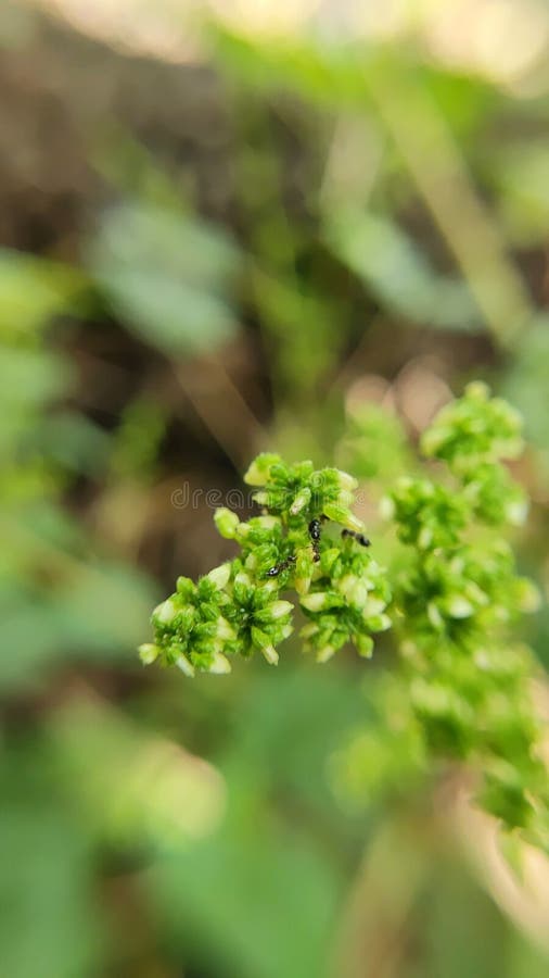 Most Beautiful Indonesian Flowers Stock Image - Image of nature, tree ...
