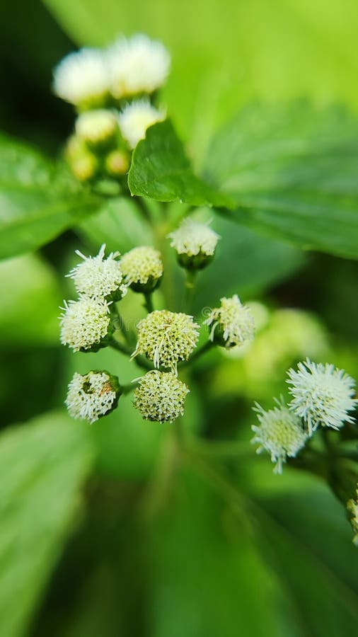 The World& X27;s Most Beautiful Indonesian Flowers Stock Photo - Image ...