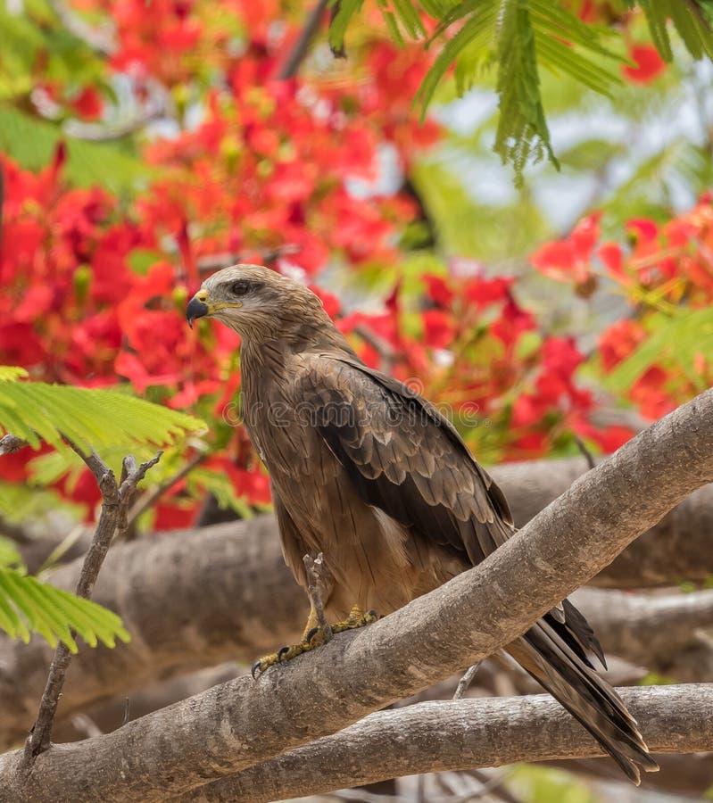 Black Kite in Australia stock image. Image of kite, animal - 157869085