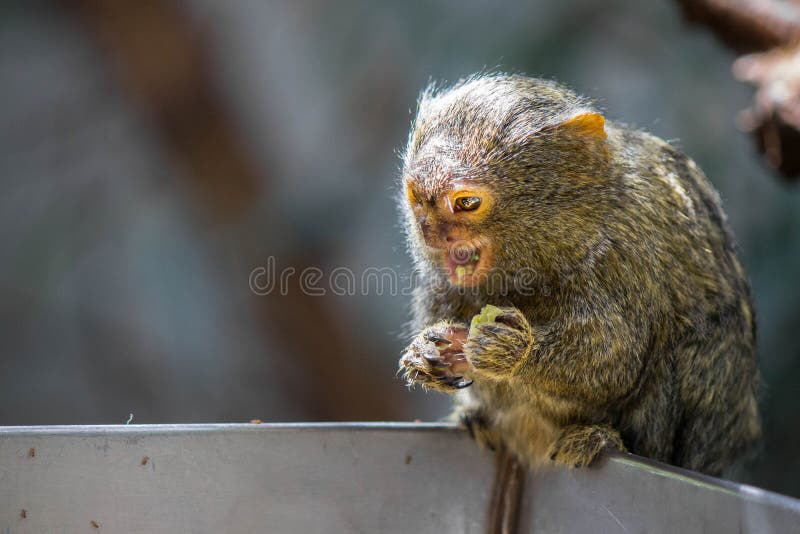 A Pygmee Marmoset or Callithrix Cebuella Pygmaea. Stock Photo - Image ...
