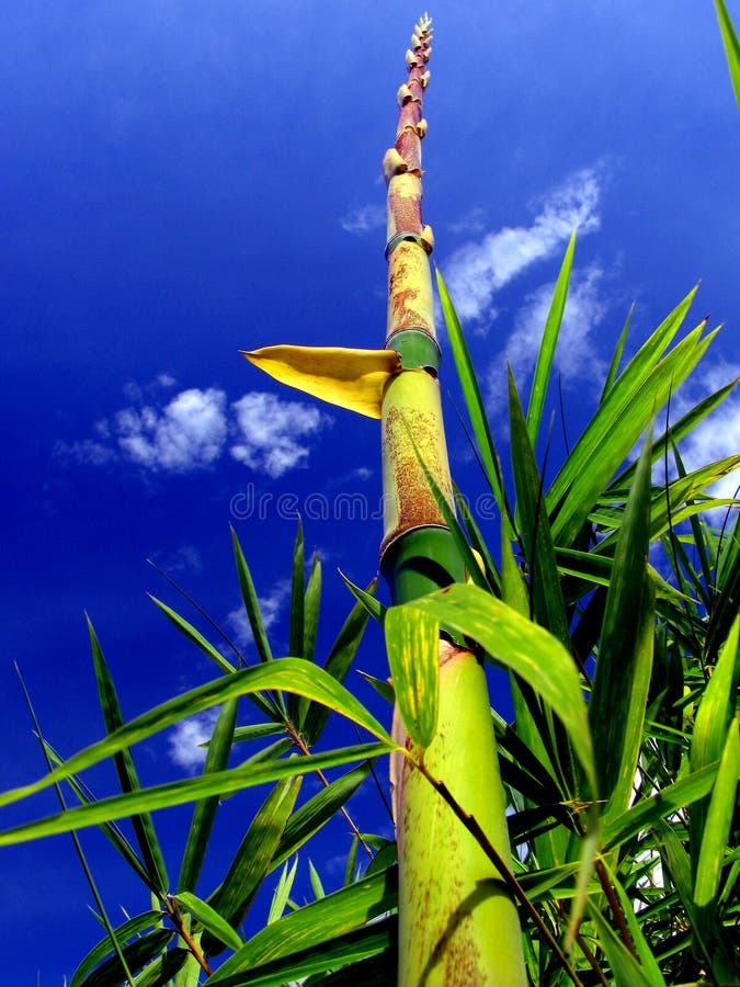 World´s Snelst - Het Groeien Installatie Stock Afbeelding - Image of ...