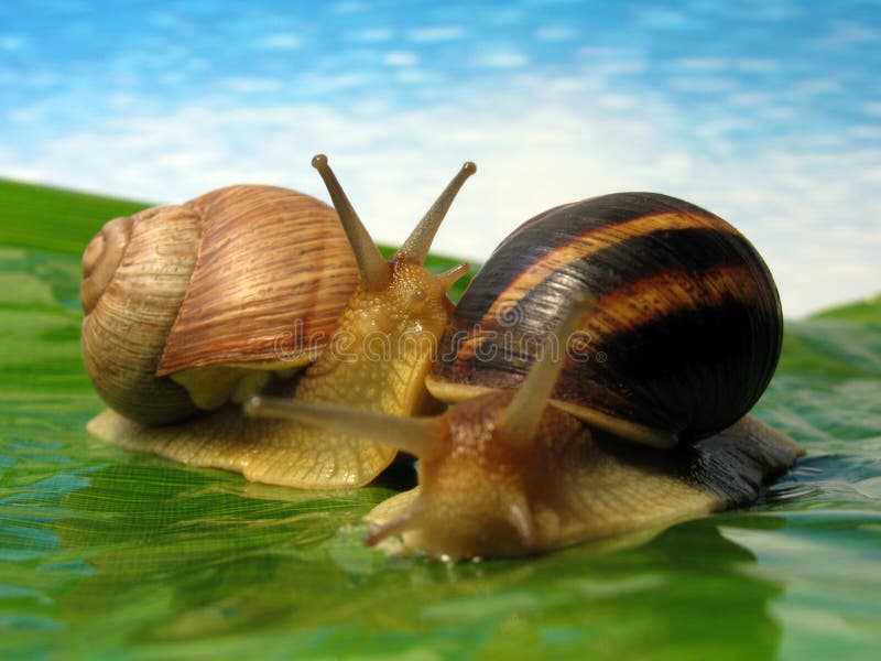 World of snails stock image. Image of plants, green, cuisine - 20230161