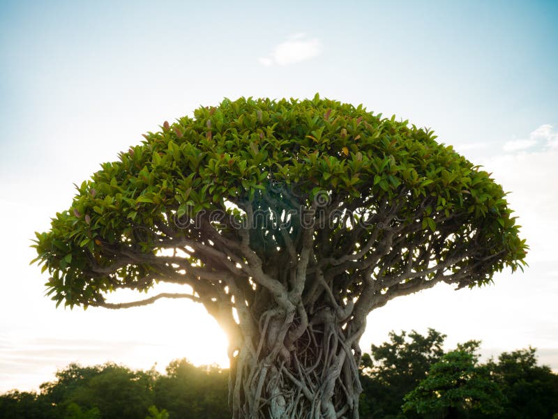 World Tree Day . Photo Forest and Illustration Stock Photo - Image of ...