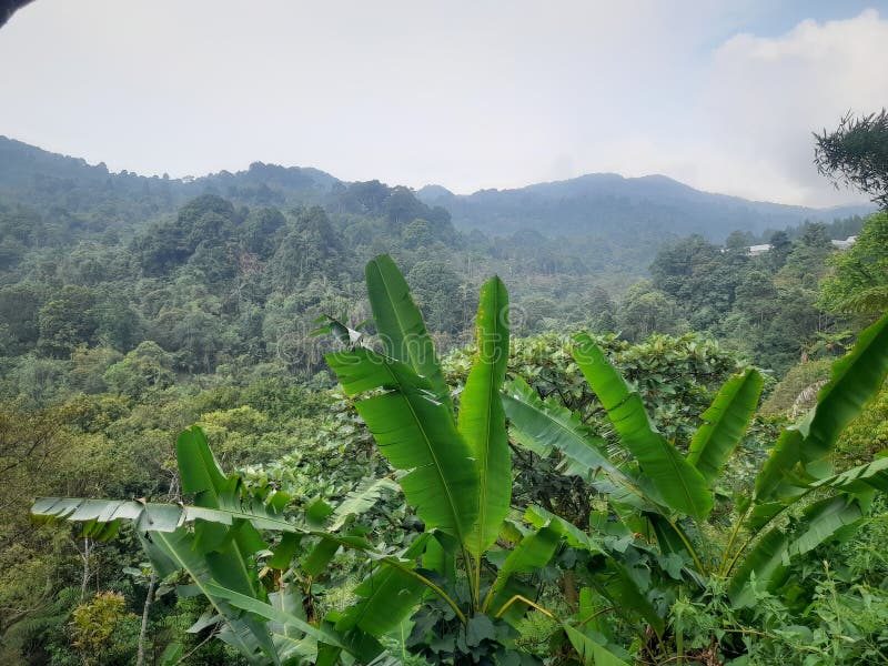 Worldly Comfort by Nature Trees Vibes Stock Image - Image of vibes ...