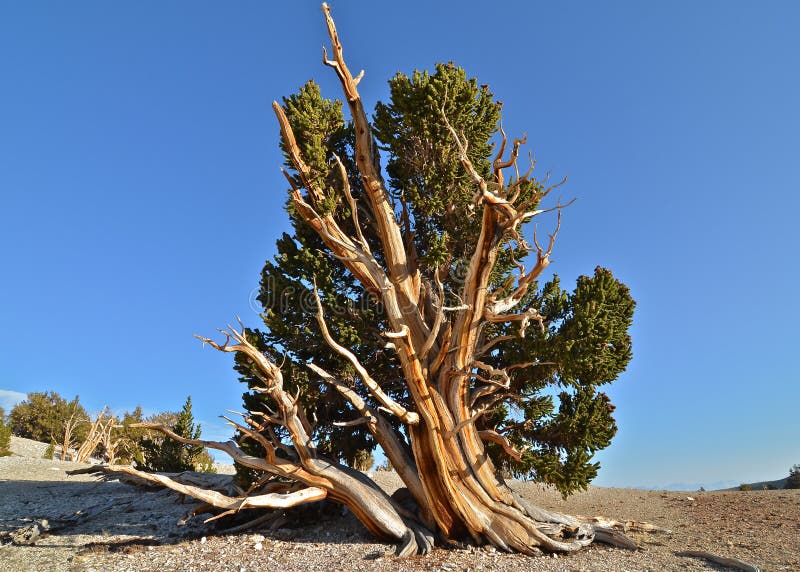 What Is The Oldest Living Tree In California at Leon Aldridge blog