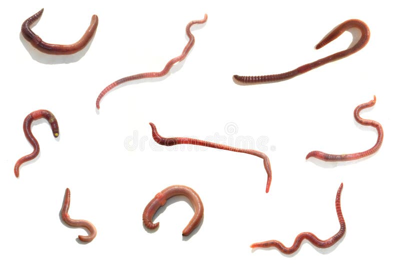 Earth worm isolated stock photo. Image of white, closeup - 41225882