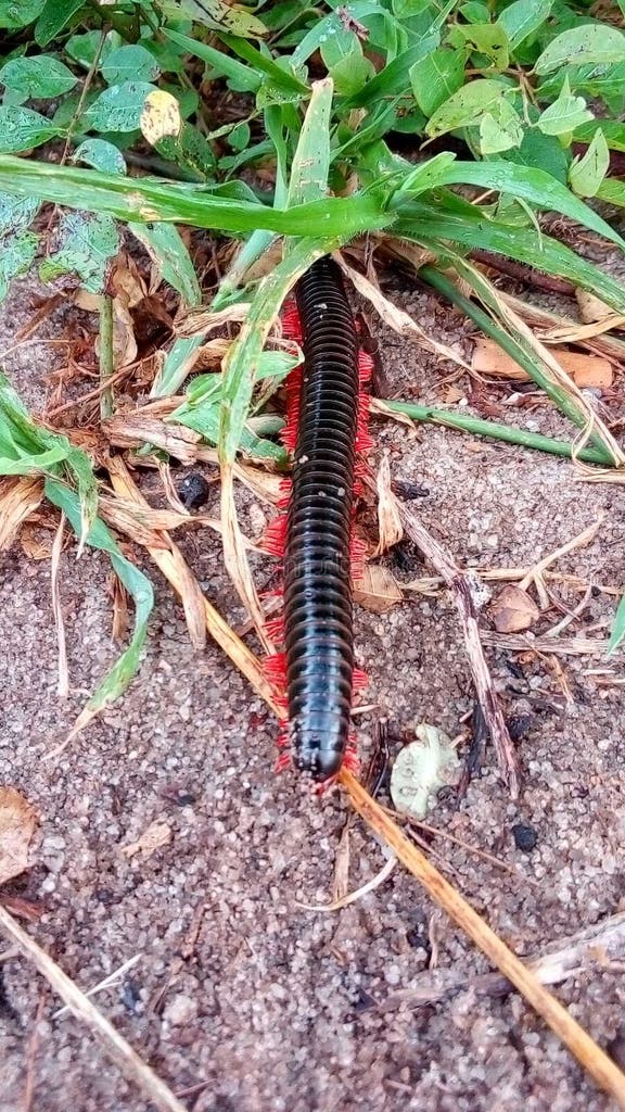 Worm stock photo. Image of soul, grass, worm, insect - 163706894