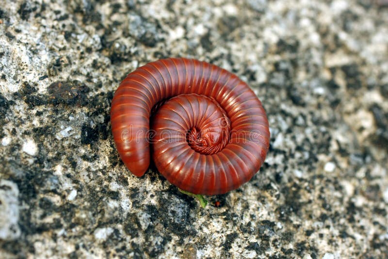 Worm stock photo. Image of finger, tool, organic, animal - 13008274