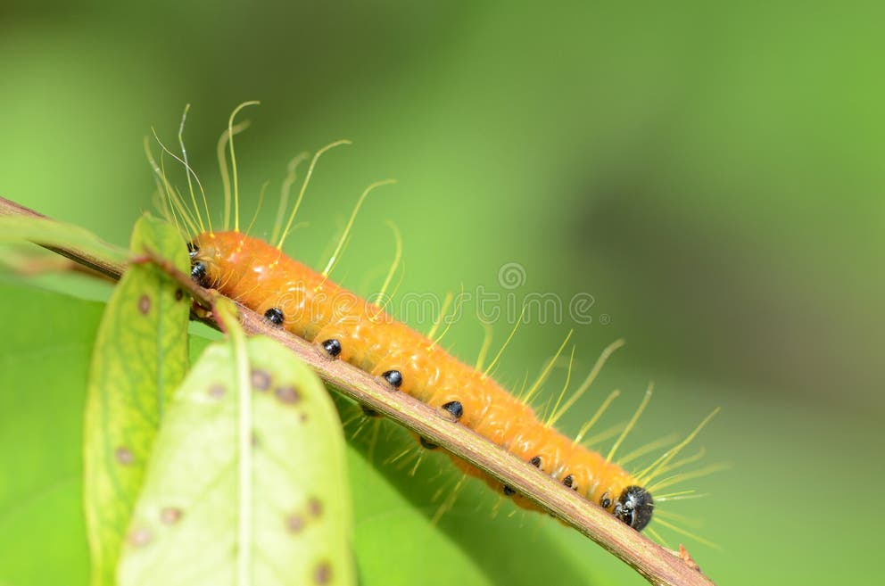 Worm stock image. Image of black, leaves, tree, animal - 20440675