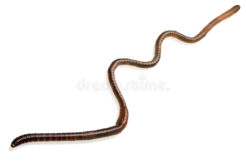 Worm stock photo. Image of invertebrate, detail, annelida - 6360432