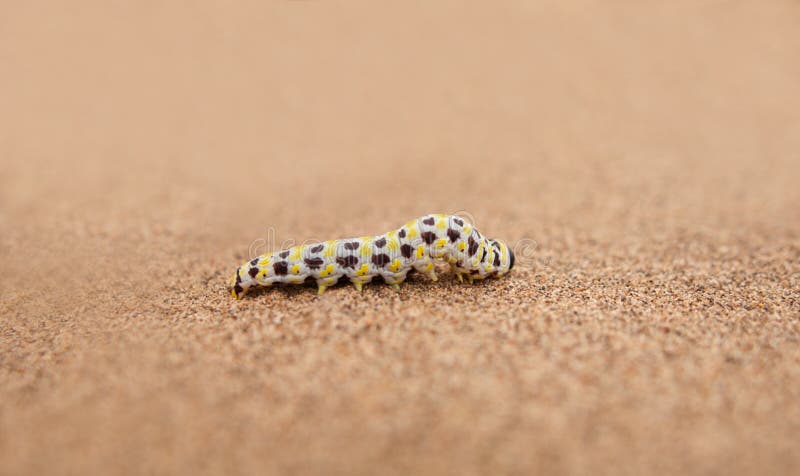 166 Grape Worm Stock Photos - Free & Royalty-Free Stock Photos from ...