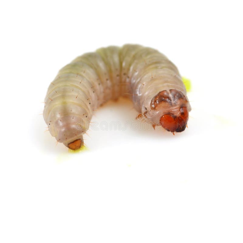 Worm stock photo. Image of animal, insect, white, background - 26528544