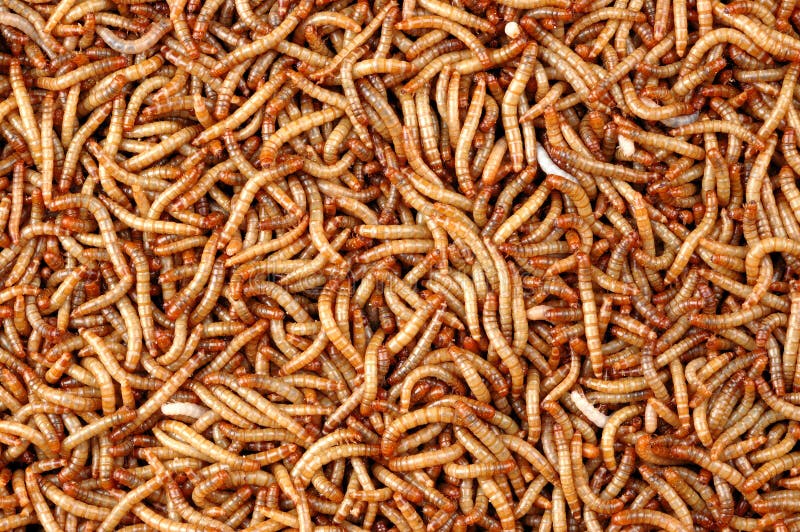 Worm shedding its skin stock image. Image of outdoors - 18859719