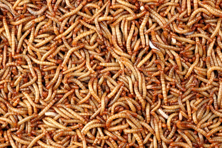 1,057 Scary Worms Stock Photos - Free & Royalty-Free Stock Photos from ...