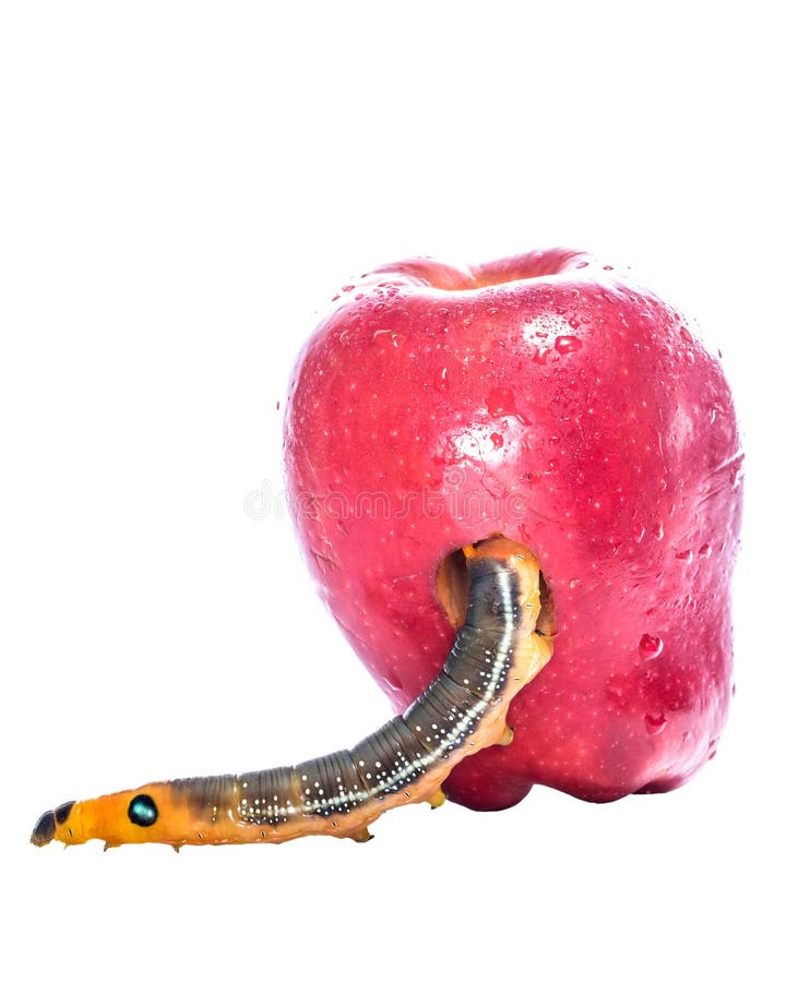 425 Apple Worm Hole Stock Photos - Free & Royalty-Free Stock Photos ...