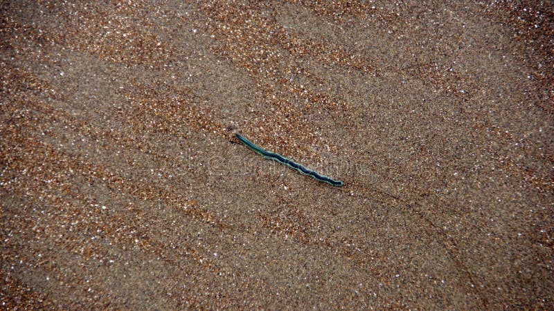 Worm on the beach stock photo. Image of nature, sand - 248418058