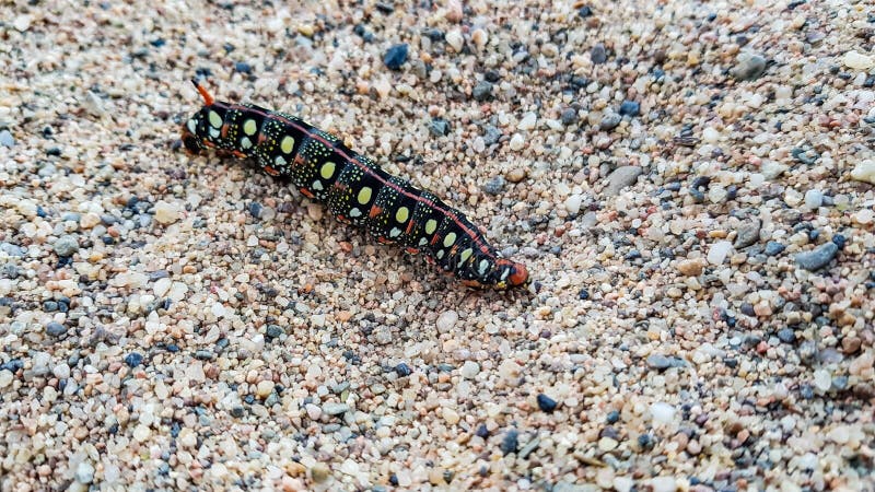 Red worm on the beach stock image. Image of ocean, brown - 114154895