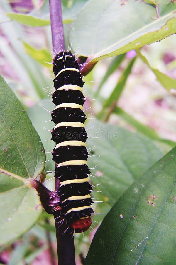 Beautifulworm Stock Photos - Free & Royalty-Free Stock Photos from ...