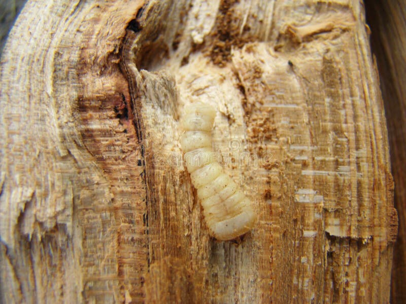 Bark beetle stock photo. Image of wood, large, eater - 99772606