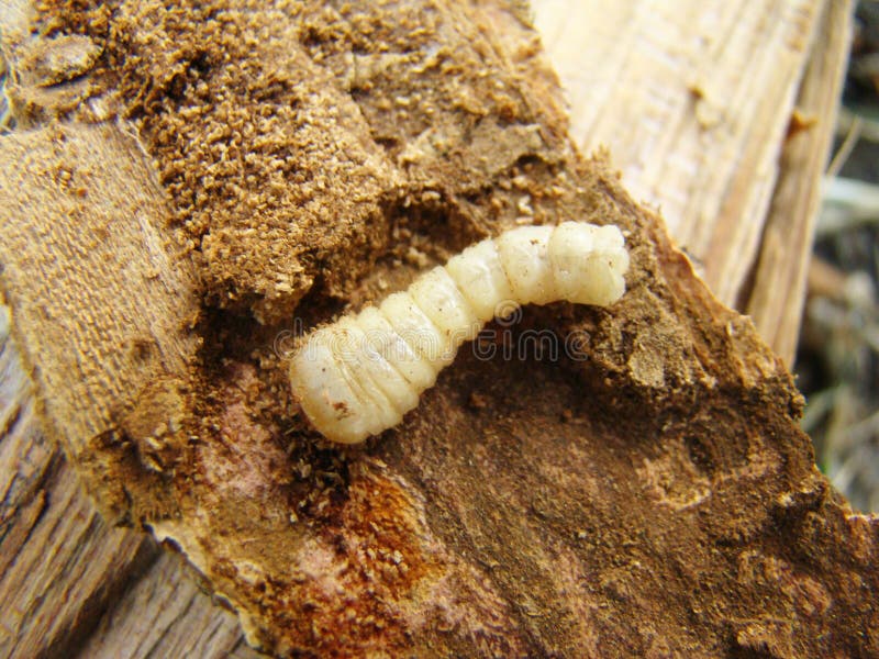 Bark beetle stock photo. Image of bugs, harm, bark, large - 99772608