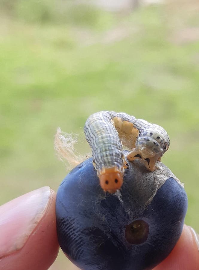 Worm in Blueberry stock photo. Image of amphibian, fish - 264923308