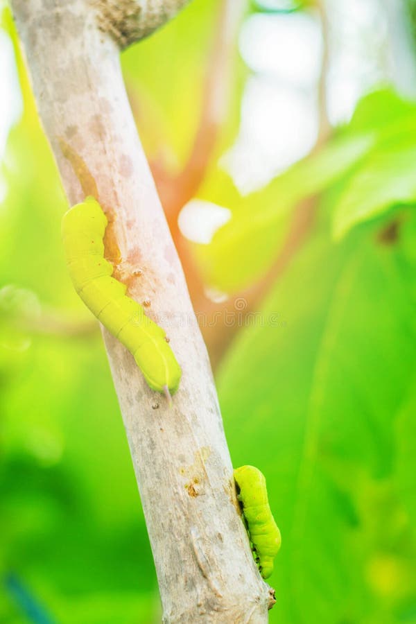 Worm on a branch stock image. Image of worms, animal - 77591249