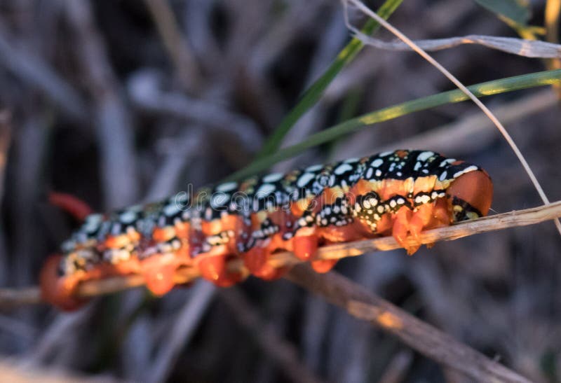 Worm on a branch stock image. Image of brava, fondo - 130230233
