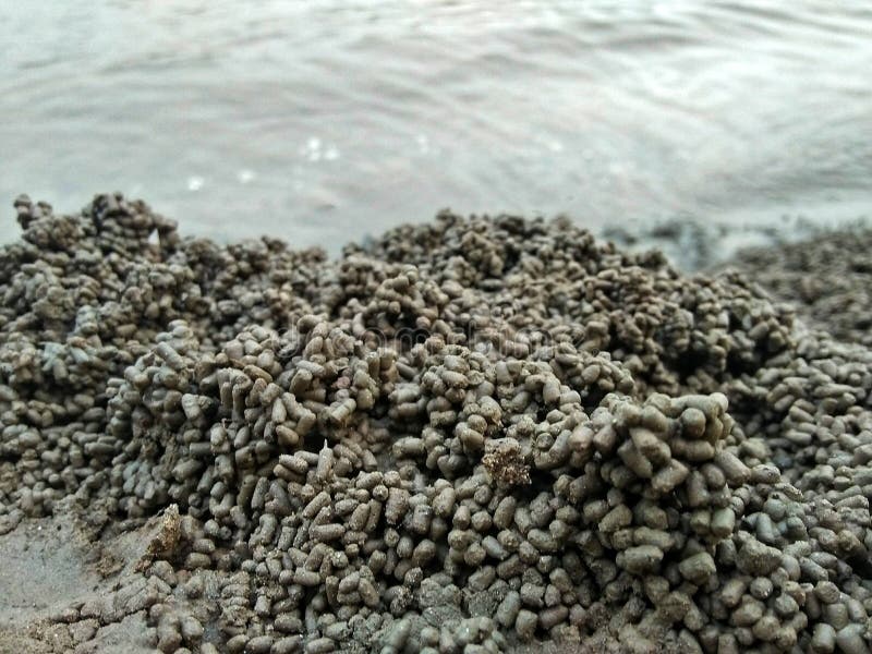 Worm castings stock image. Image of farm, earthworm - 270619811