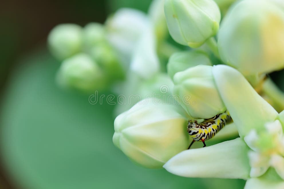 Worm stock image. Image of calotropis, eating, environment - 93601155