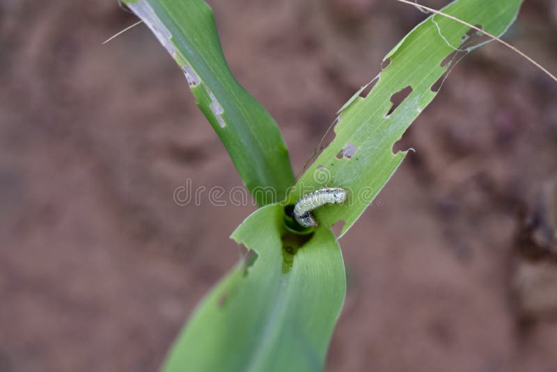 Worm stock image. Image of eliminate, subvert, poison - 261553199