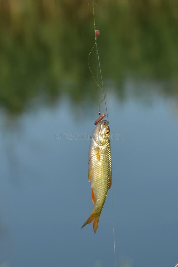 1,832 Caught Fish Line Photos - Free & Royalty-Free Stock Photos from ...