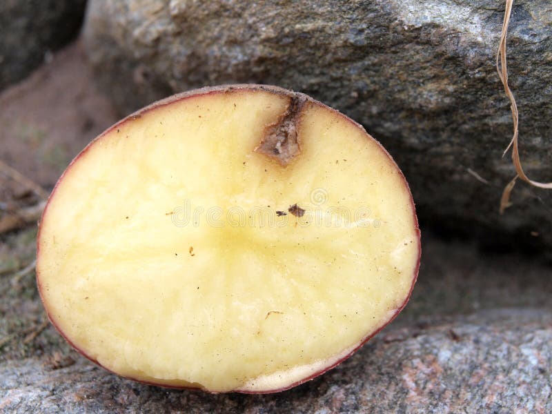 Potato worm stock photo. Image of group, plant, insect - 20536958