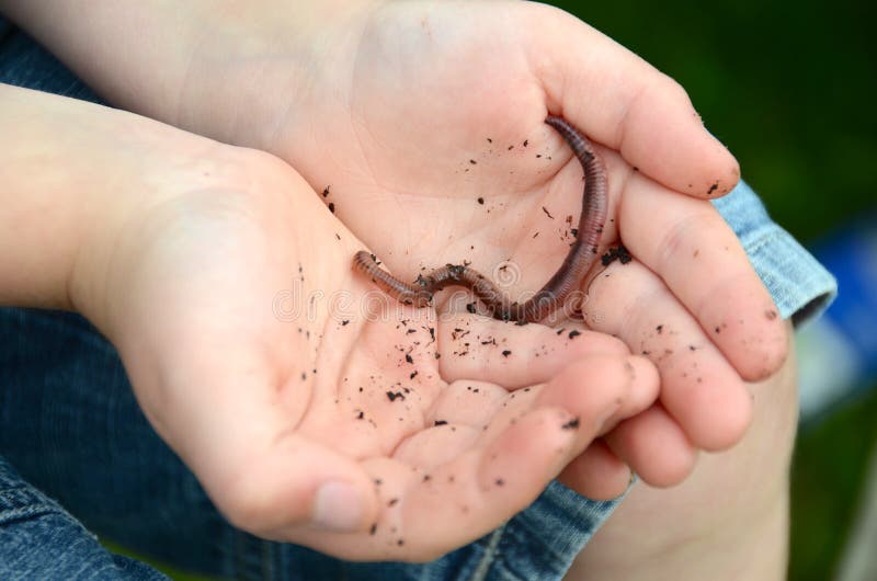 A worm in a child s hands stock photo. Image of wriggling - 29147712