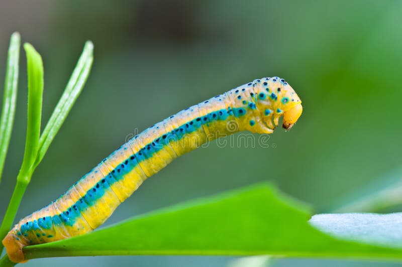 Worm close up stock image. Image of growth, wildlife - 21579197