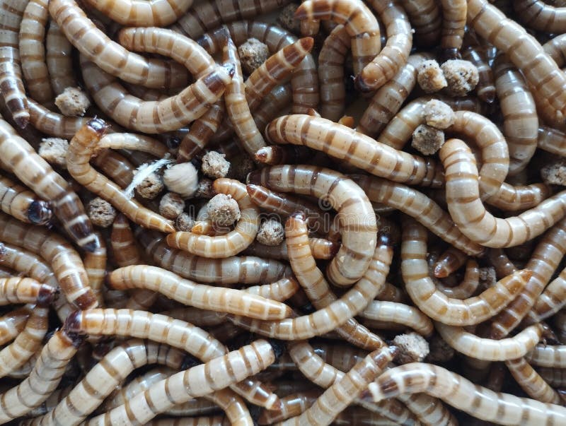 Worm Colonies in a Container of Various Sizes Stock Photo - Image of ...