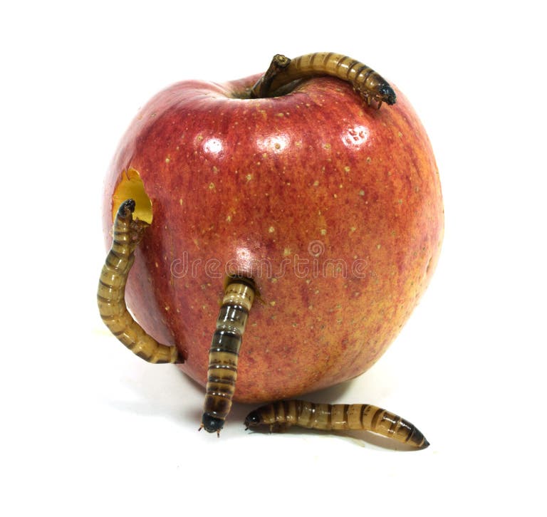 1,332 Apple Worm Stock Photos - Free & Royalty-Free Stock Photos from ...