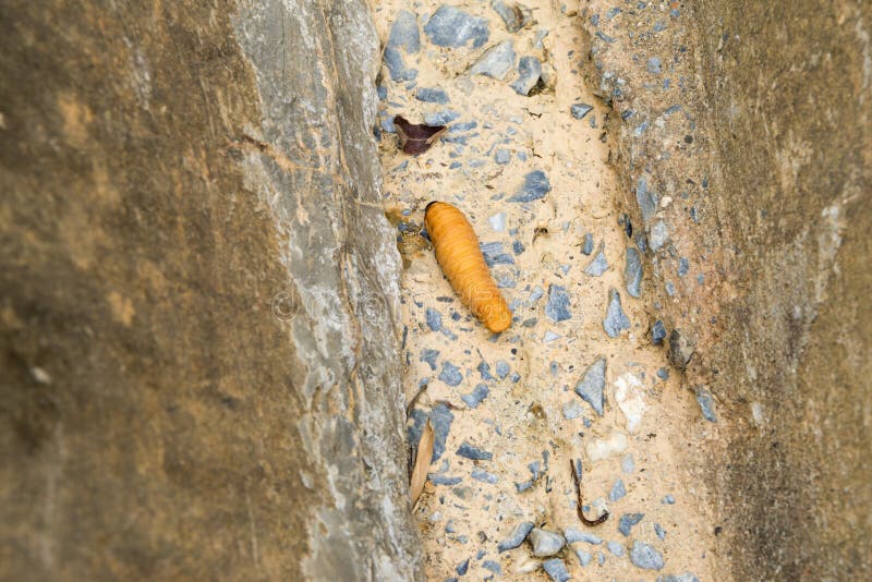 Worm Crawling in Gutter beside the Road Stock Photo - Image of ground ...