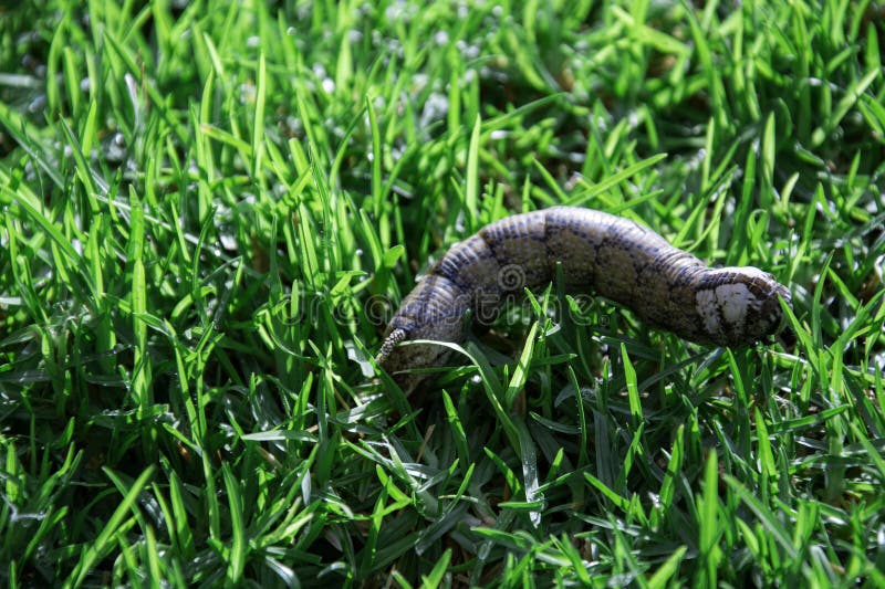 A Worm Crawling in the Lawn. Stock Image - Image of close, slimy: 342324949