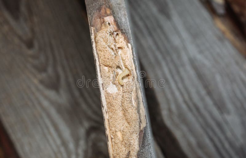 Houtkever stock foto. Image of antennes, kever, lang - 54142856