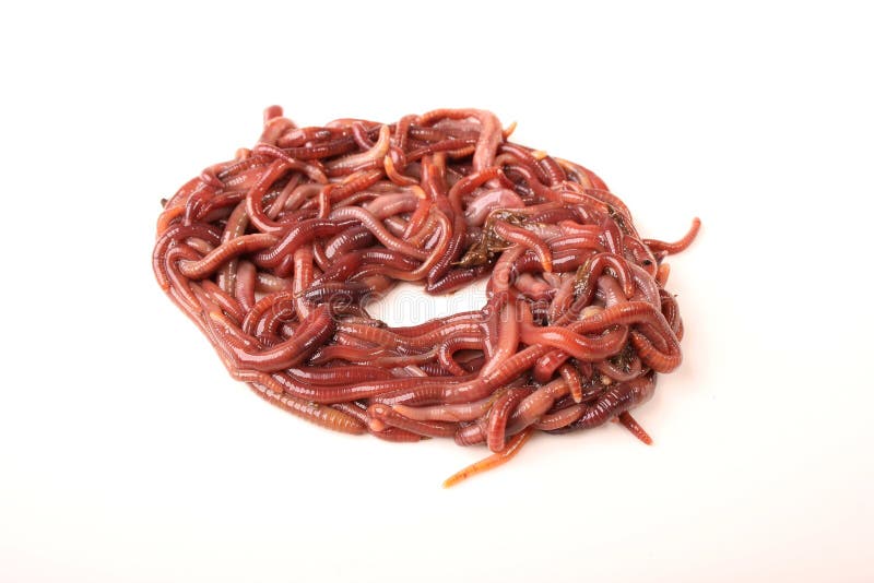 Bloodworms stock image. Image of live, macro, abhorrence - 4656355