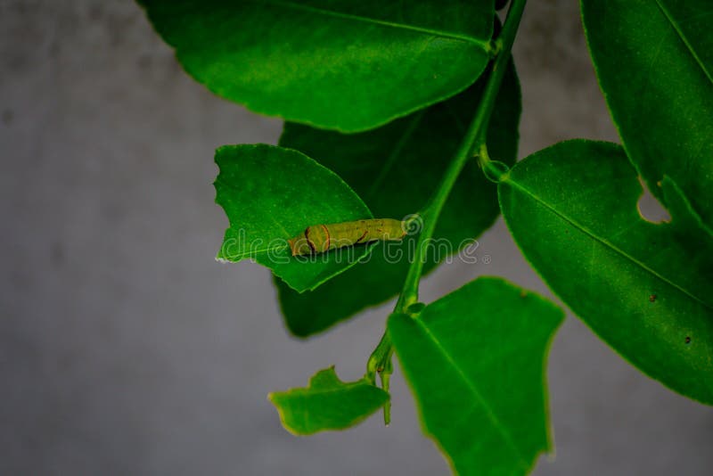 Worm eating leaves stock image. Image of leaf, natural - 79382245